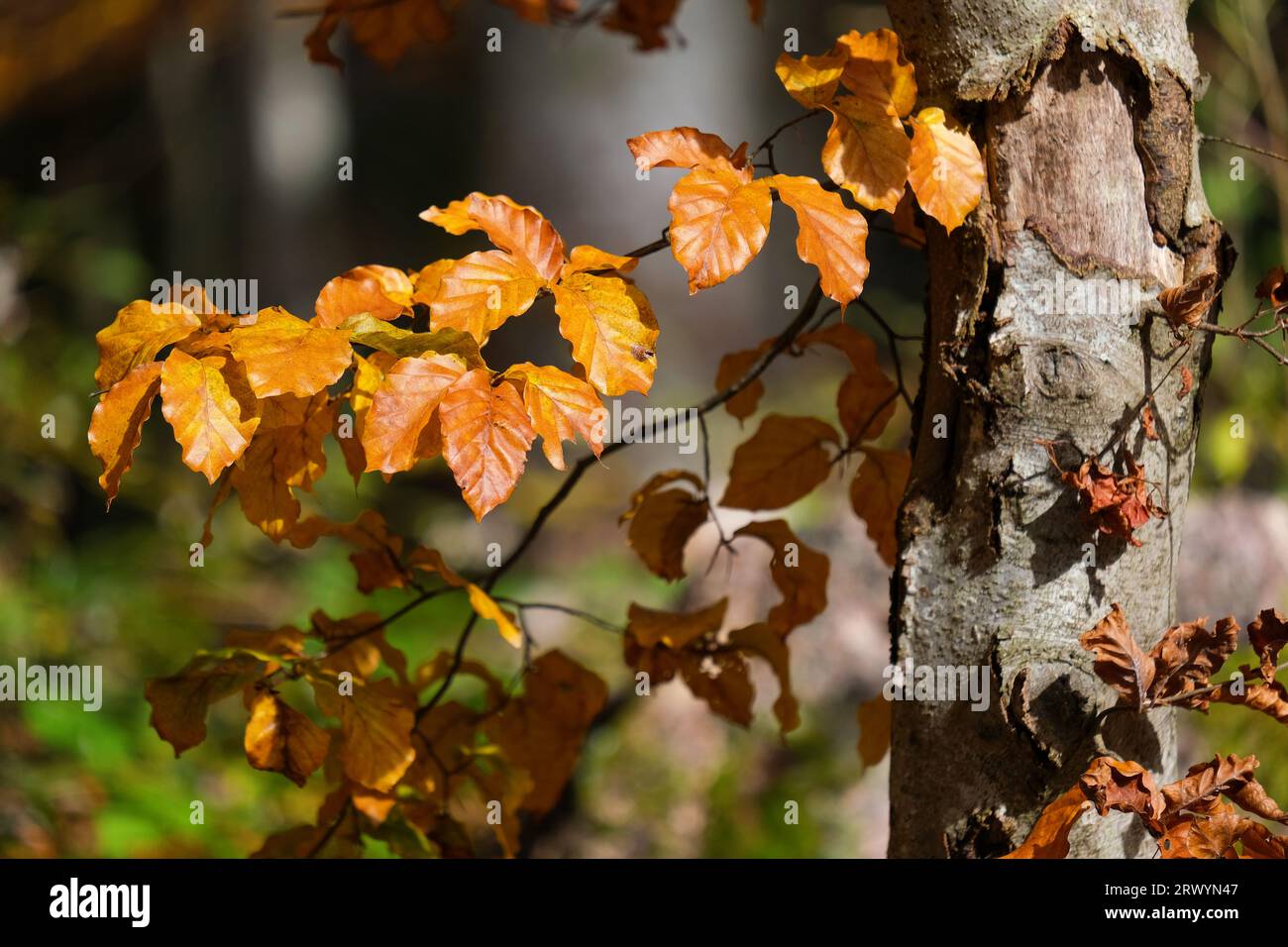 autumn time, colorful fall, colorful beech trees, sunny autumn day ...