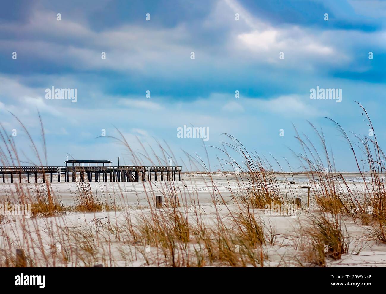 Sea oats (Uniola paniculata) are pictured near Dauphin Island Pier ...