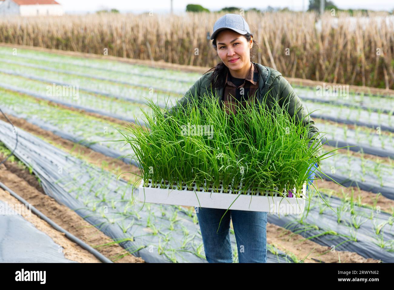 Woman harvest scallion hi-res stock photography and images - Alamy