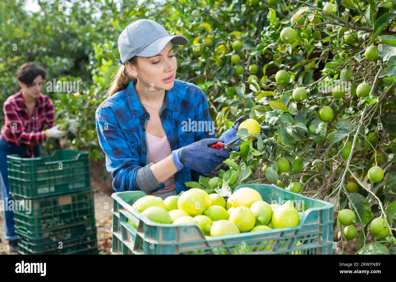 Portrait of professional young female gardener picking ripe lemons in ...