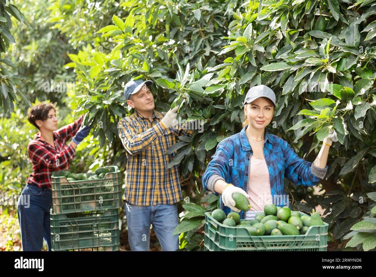 Avocado plantation peru hi-res stock photography and images - Alamy