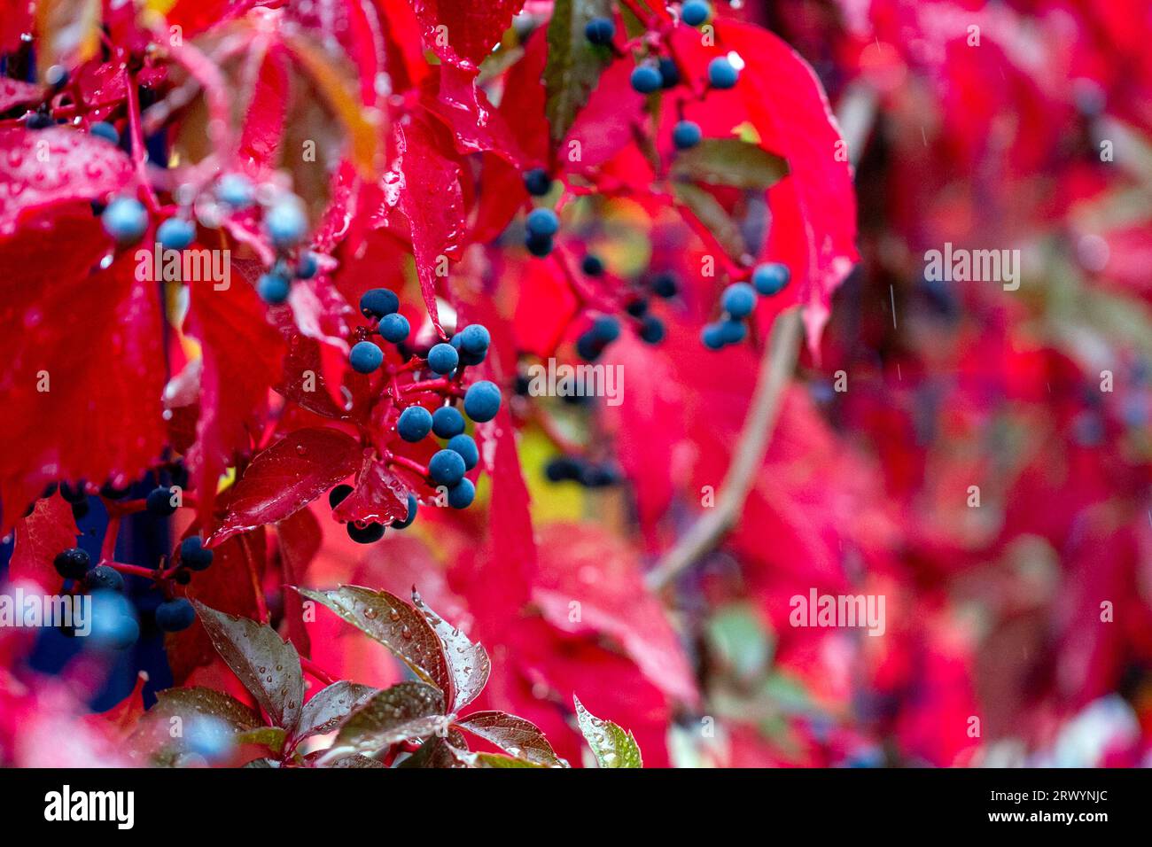 colorful autumn, Virginia creeper, ampelopsis hederacea, colorful fall ...