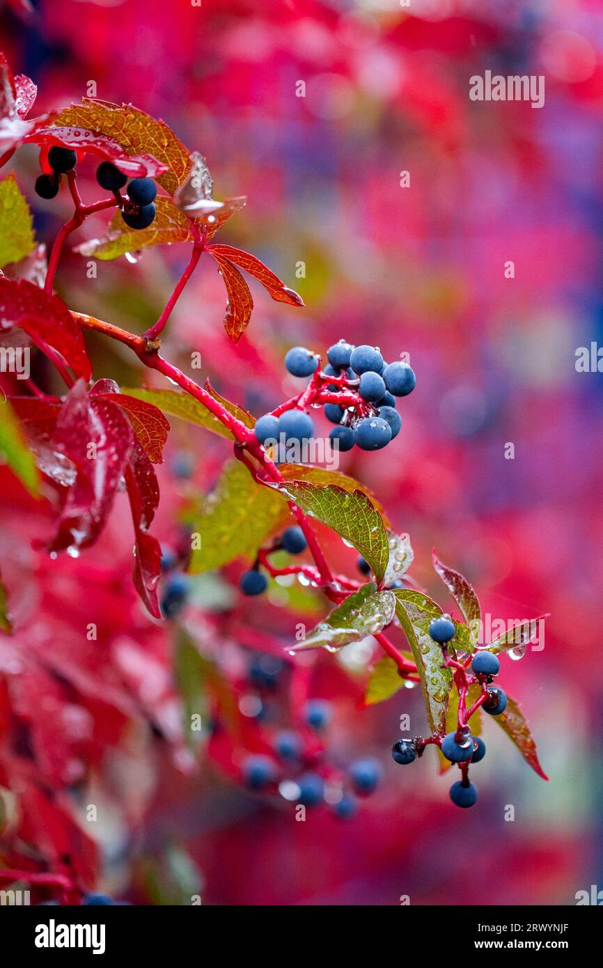 colorful autumn, Virginia creeper, ampelopsis hederacea, colorful fall ...