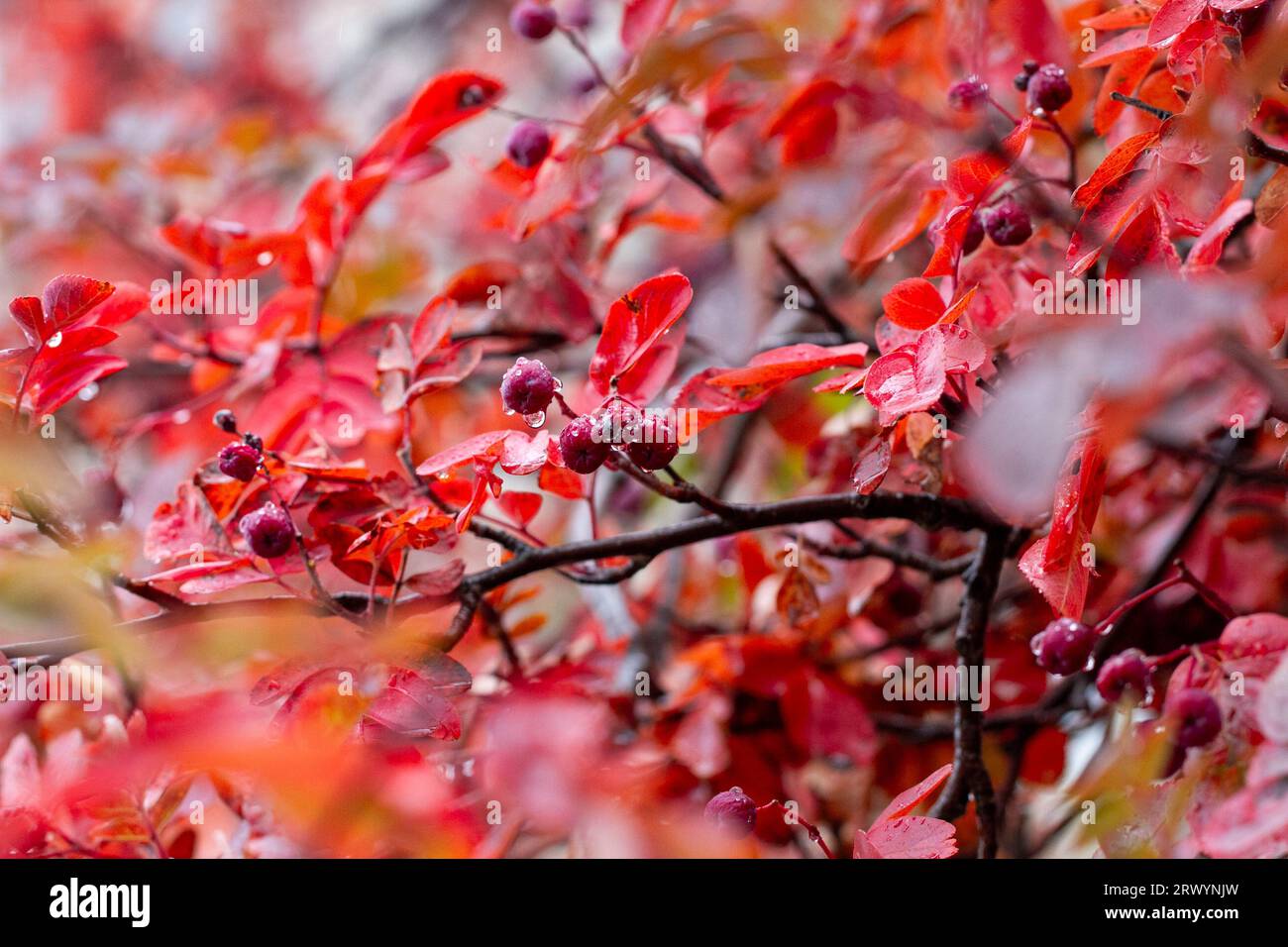 colorful autumn, autumn rowan colors, rainy autumn day, rowan, Sorbus ...