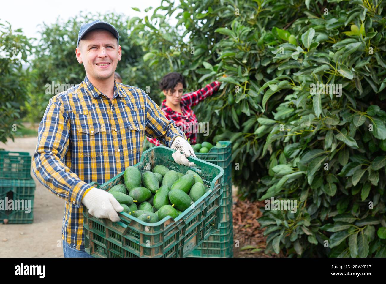 Smiling successful man farm owner holding local ripe avocados in hands ...