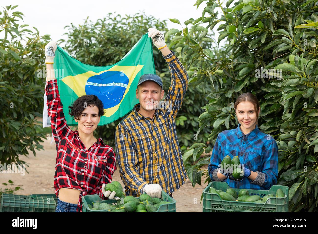 Farmers posing with harvest of avocado and waving flag of Brazilian in ...