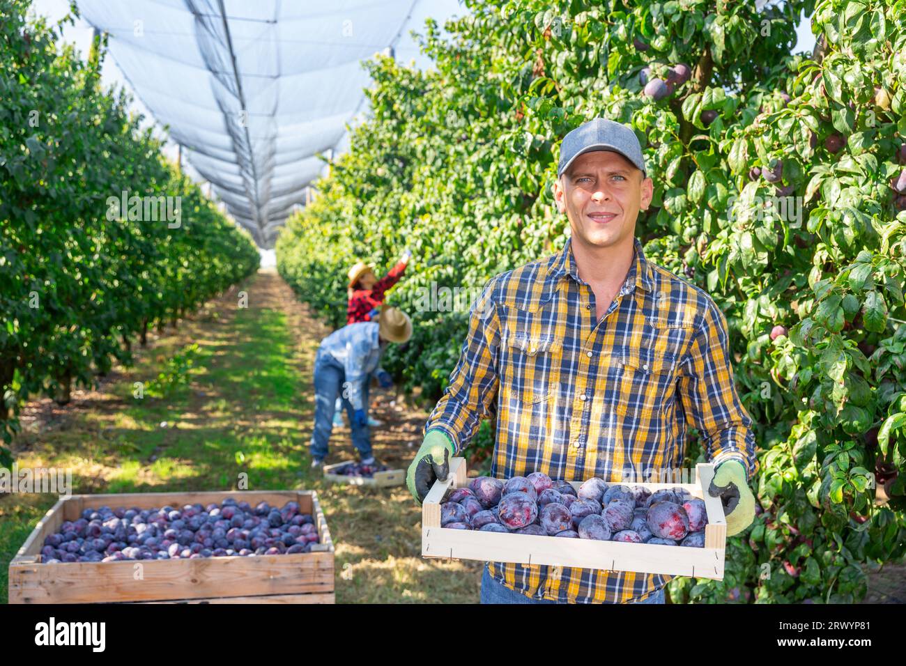 Farmer stacking crates with plums during harvest in garden Stock Photo ...