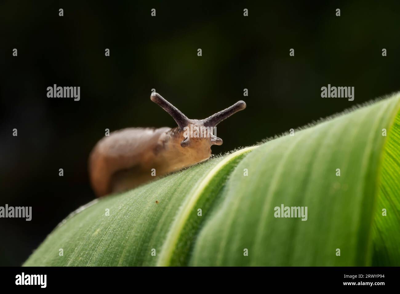 slug inhabiting on the leaves of wild plants Stock Photo - Alamy