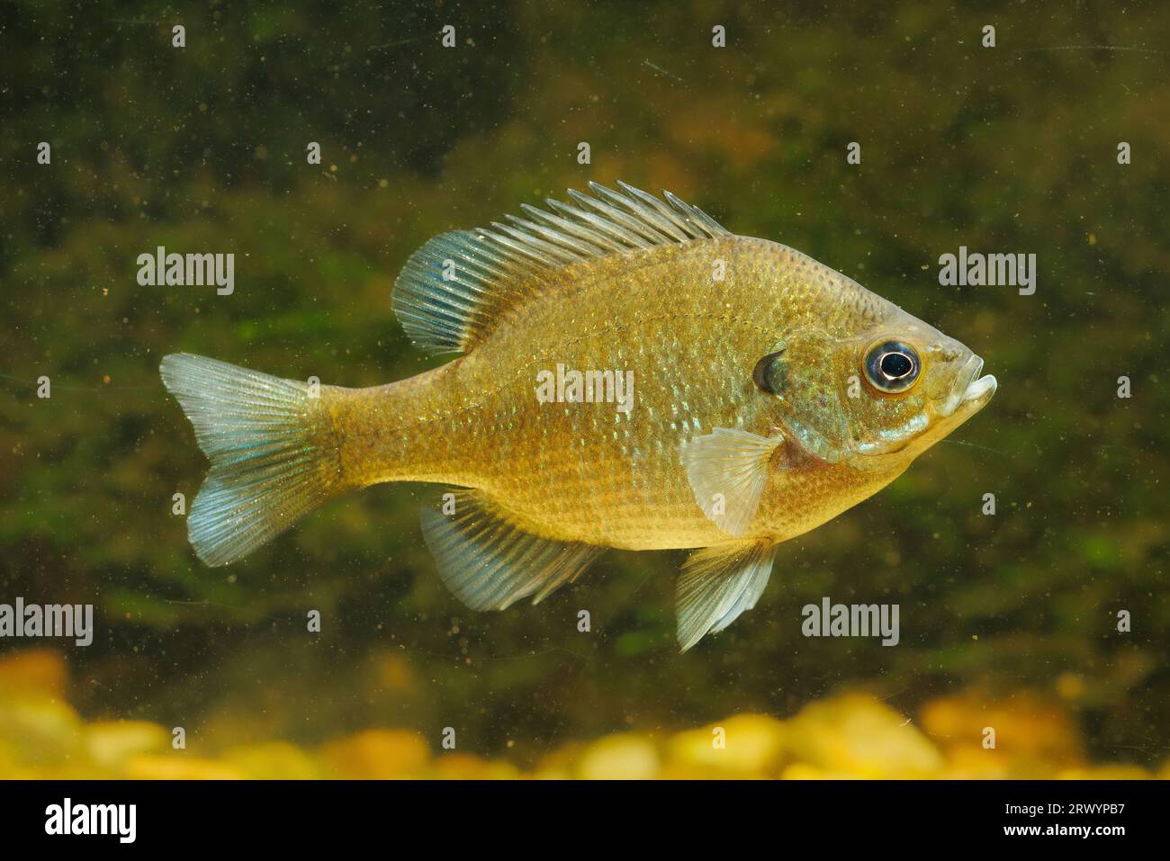 Bluegill fish hi-res stock photography and images - Alamy