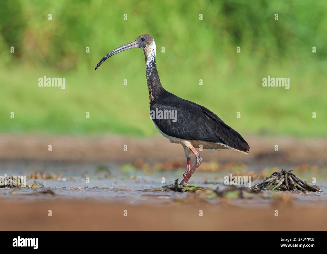 straw-necked ibis (Threskiornis spinicollis), standing in mud ...