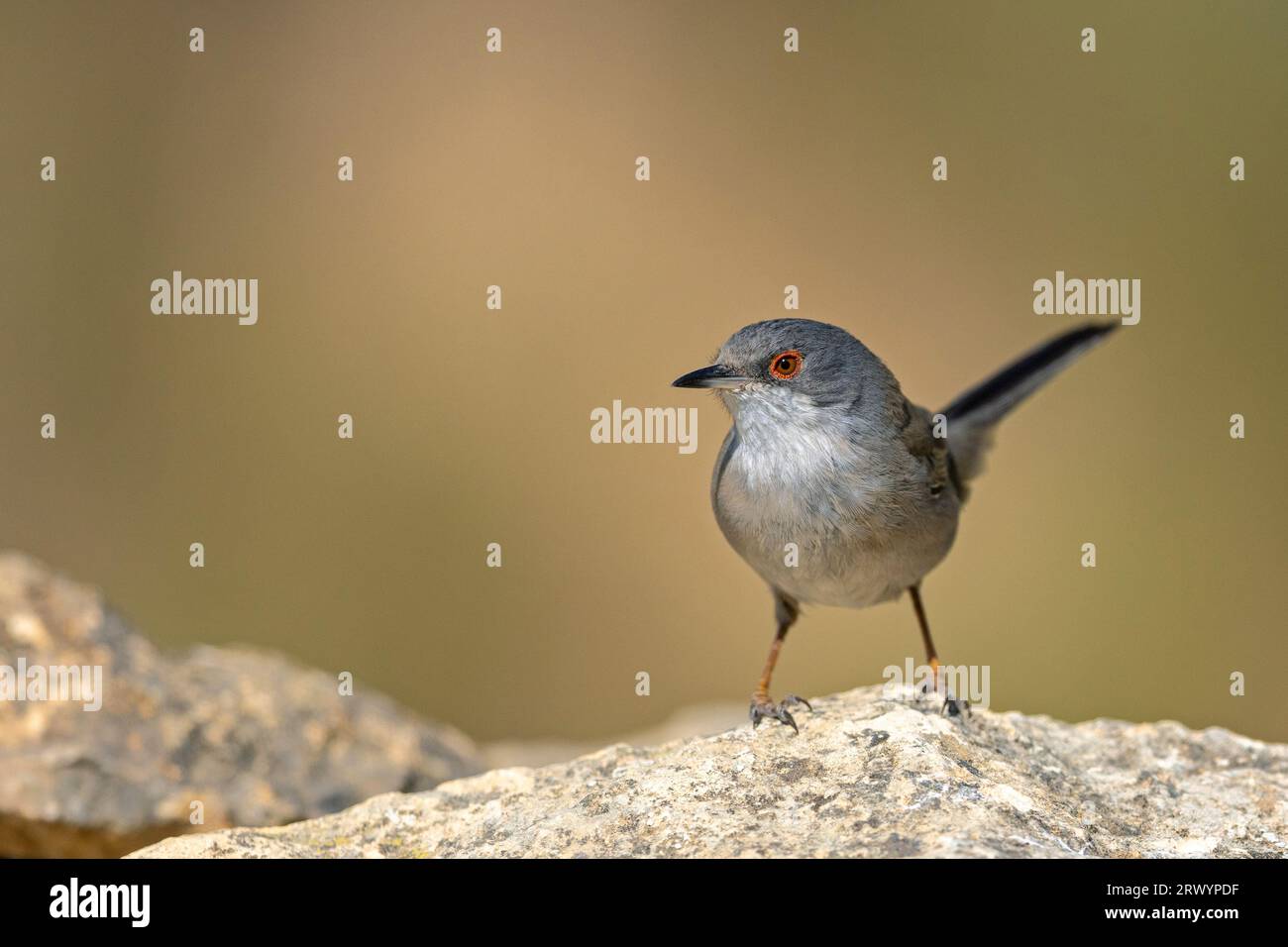 sardinian warbler (Sylvia melanocephala), female on a stone, Spain ...
