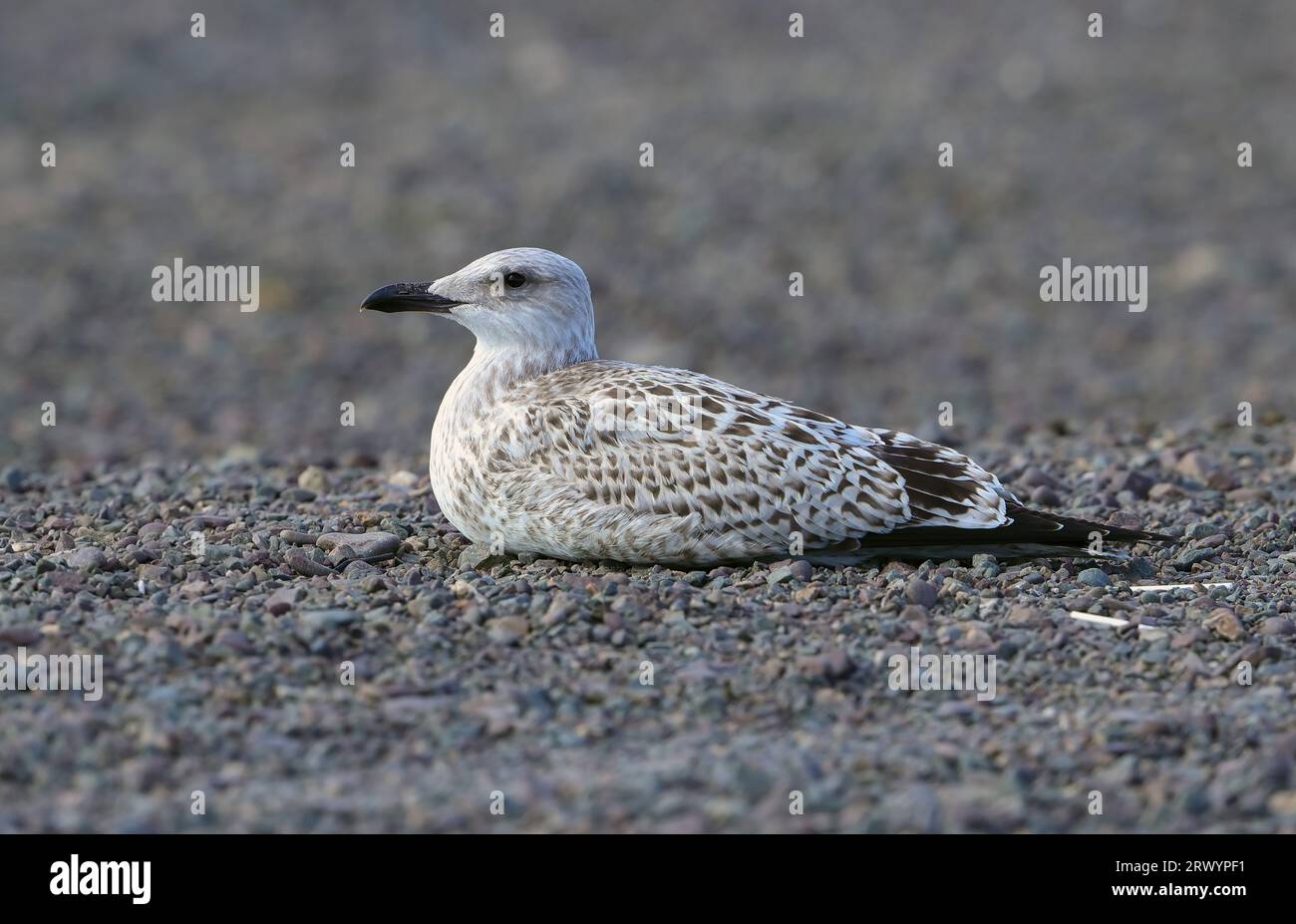 Mongolian Vega Gull (Larus vegae mongolicus, Larus mongolicus ...