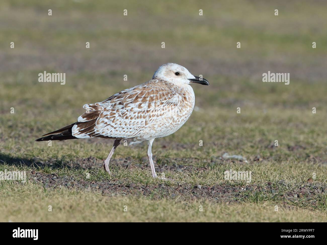 Mongolian Vega Gull (Larus vegae mongolicus, Larus mongolicus), on the ...