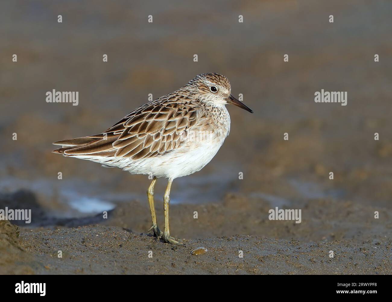 sharp-tailed sandpiper (Calidris acuminata), Burnett Heads - Bundaberg ...