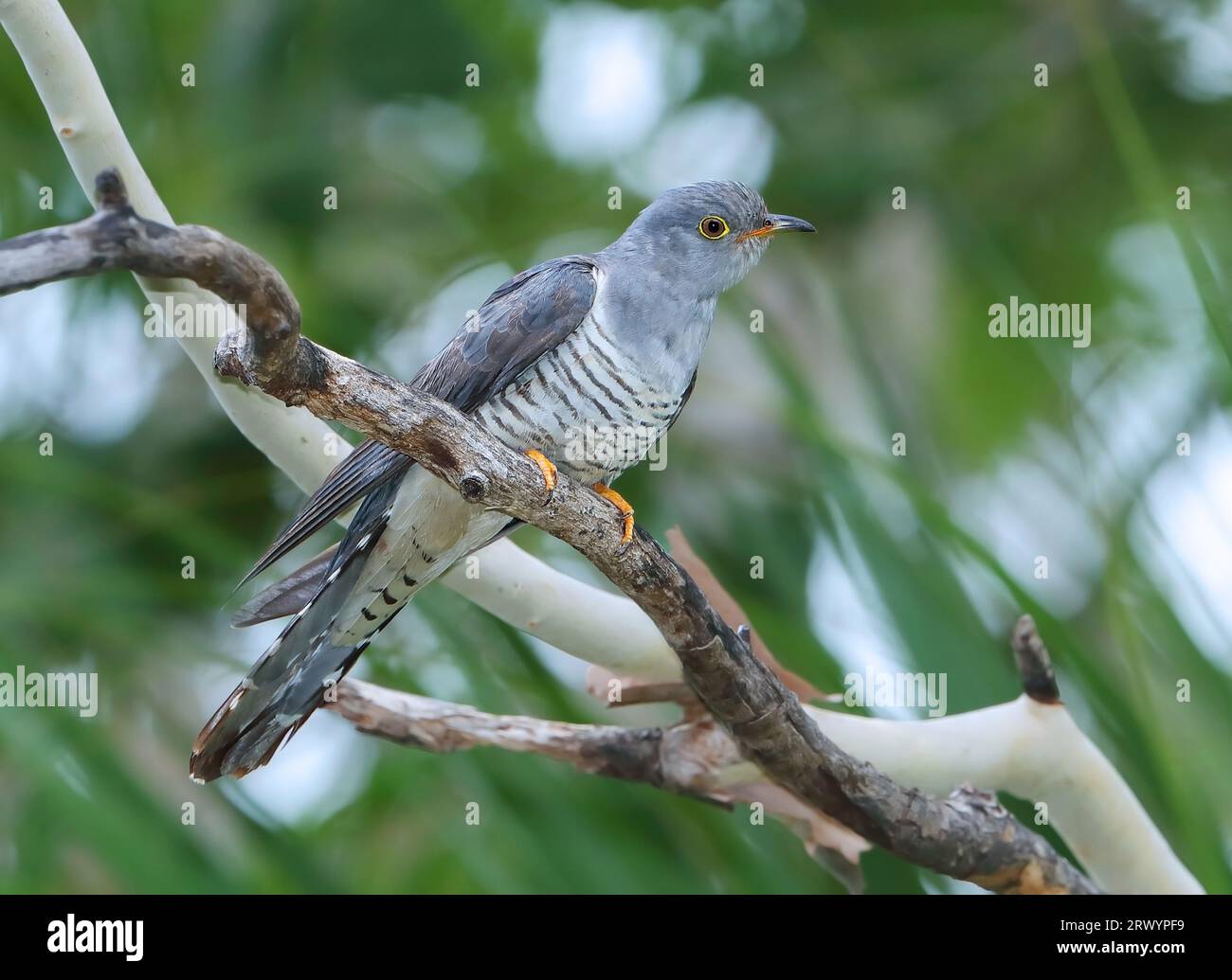 Oriental Cuckoo, Horsfield's Cuckoo (Cuculus optatus), sitting on a ...