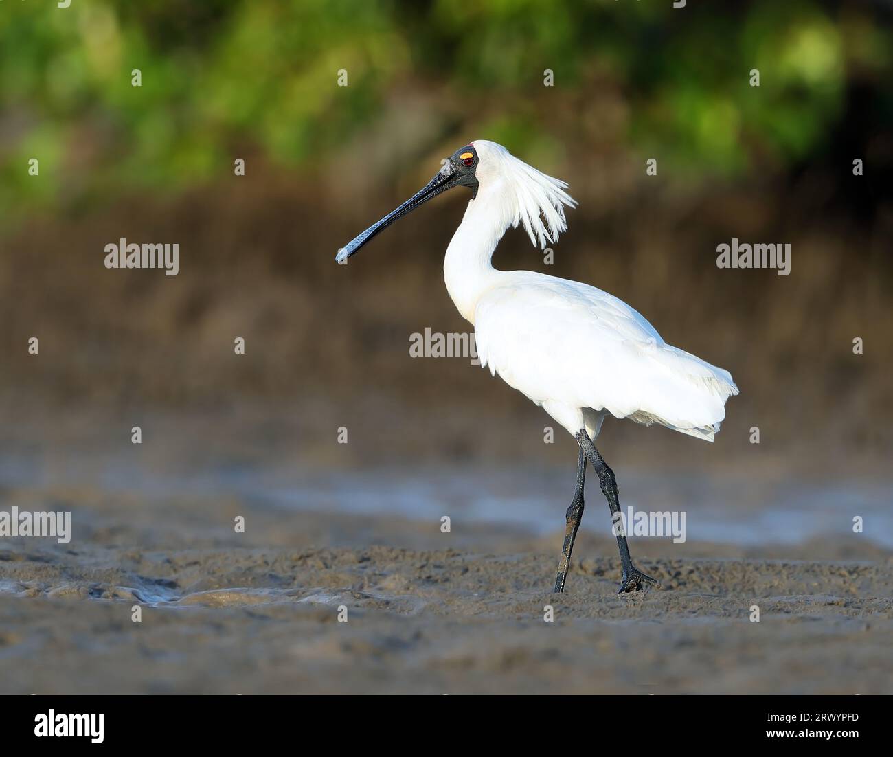 royal spoonbill (Platalea regia), walking on coastal mud flat ...