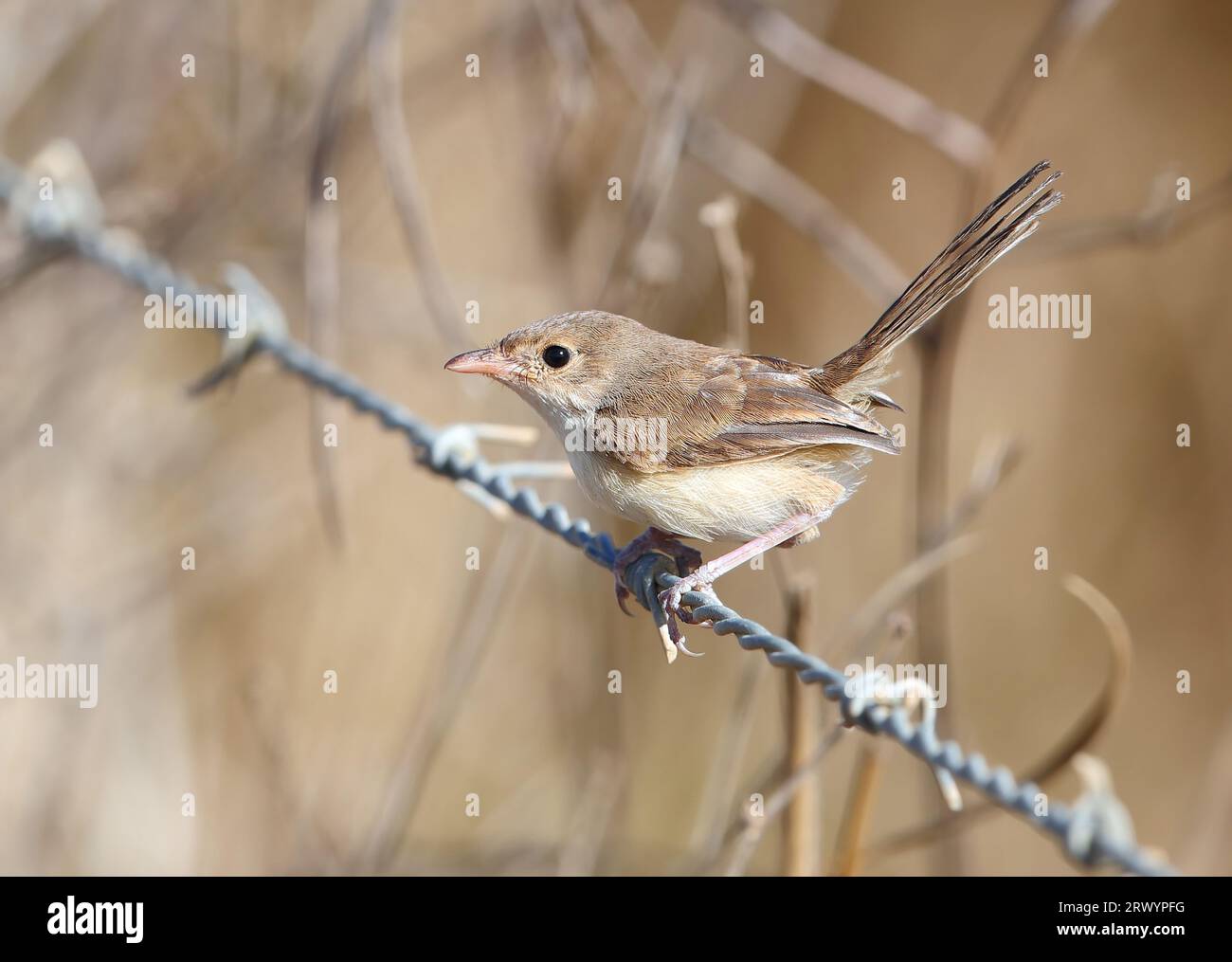 Wrens australian wrens hi-res stock photography and images - Alamy