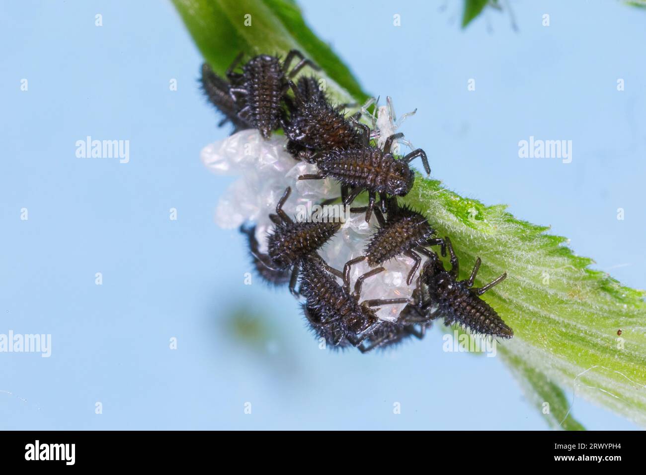 Lady beetle larvae hi-res stock photography and images - Alamy