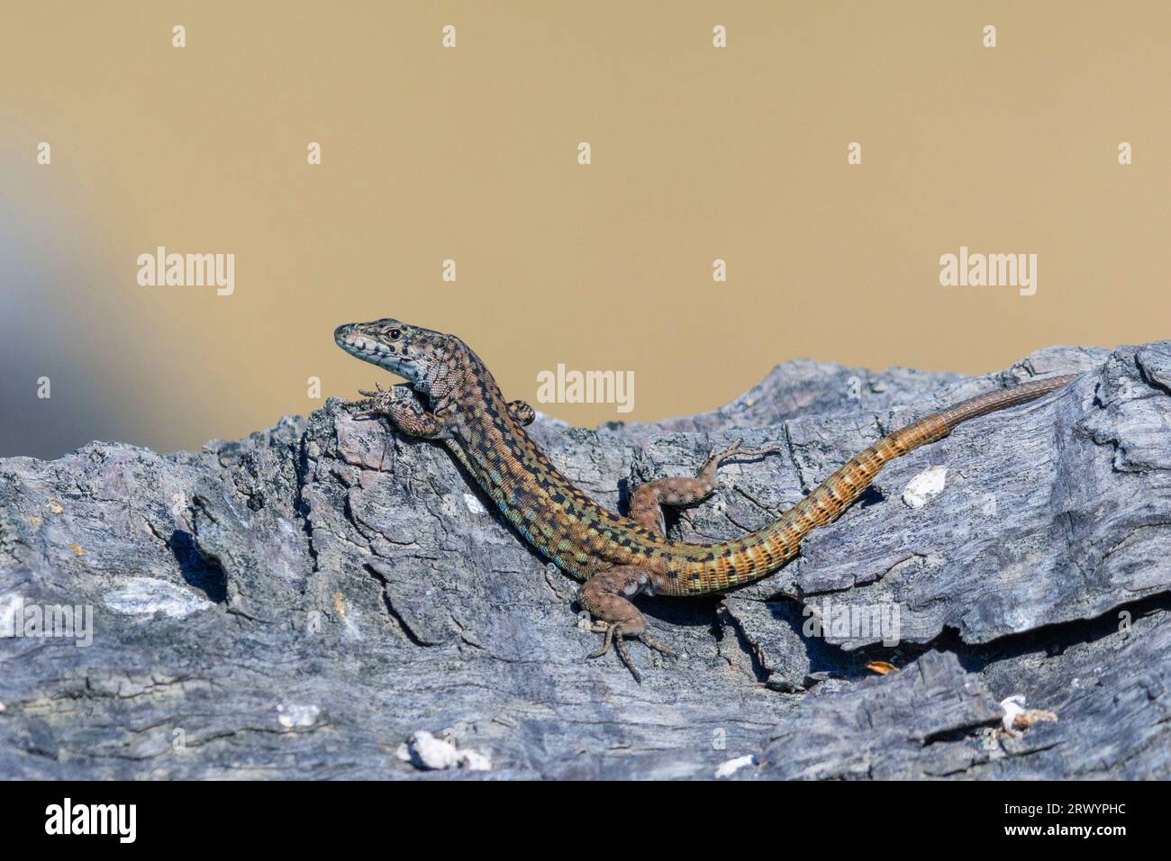 Iberian wall lizard, Geniez?s Wall Lizard (Podarcis virescens, Podarcis ...