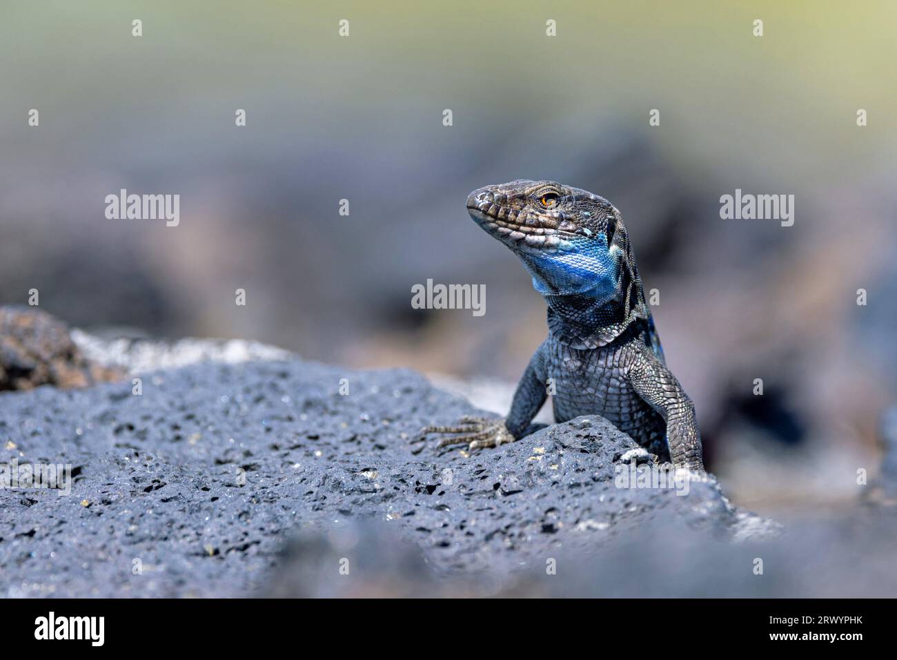 La Palma lizard (Gallotia galloti palmae), male sunbathing on lava ...