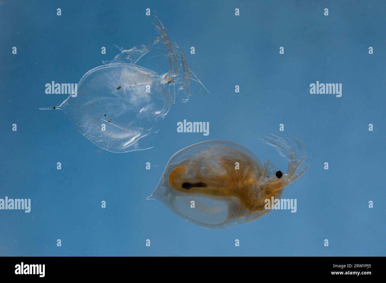 common water flea (Daphnia pulex), just hatched, with exuvie Stock ...