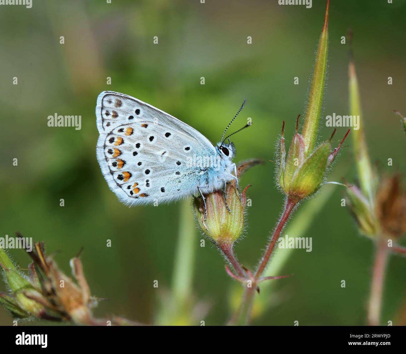 Escher's Blue (Polyommatus escheri), sitting on a Geranium, France ...