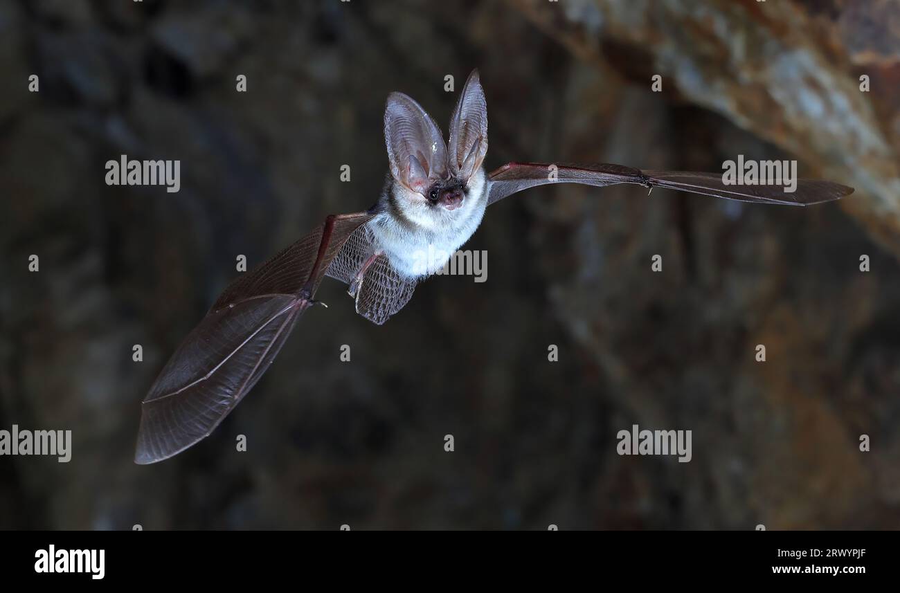 grey long-eared bat (Plecotus austriacus), in flight, France, Provence ...