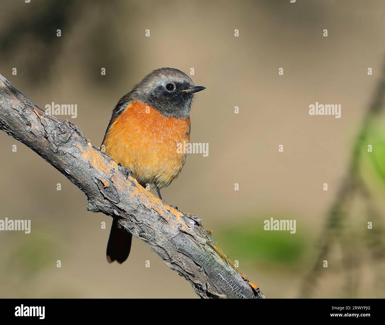 Male daurian redstart bird hi-res stock photography and images - Alamy
