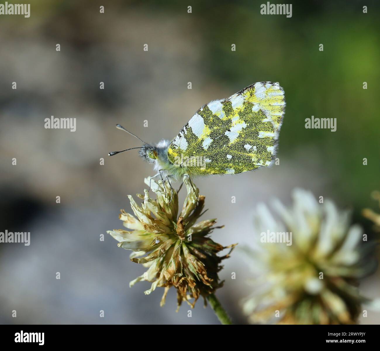 Dappled White, Western dappled white (Euchloe crameri), sitting on ...