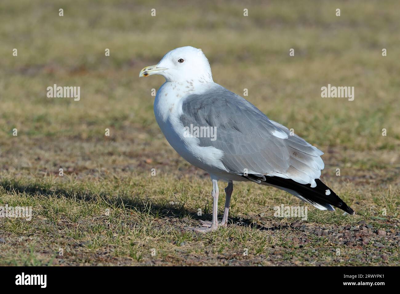 Mongolian Vega Gull (Larus vegae mongolicus, Larus mongolicus), on the ...