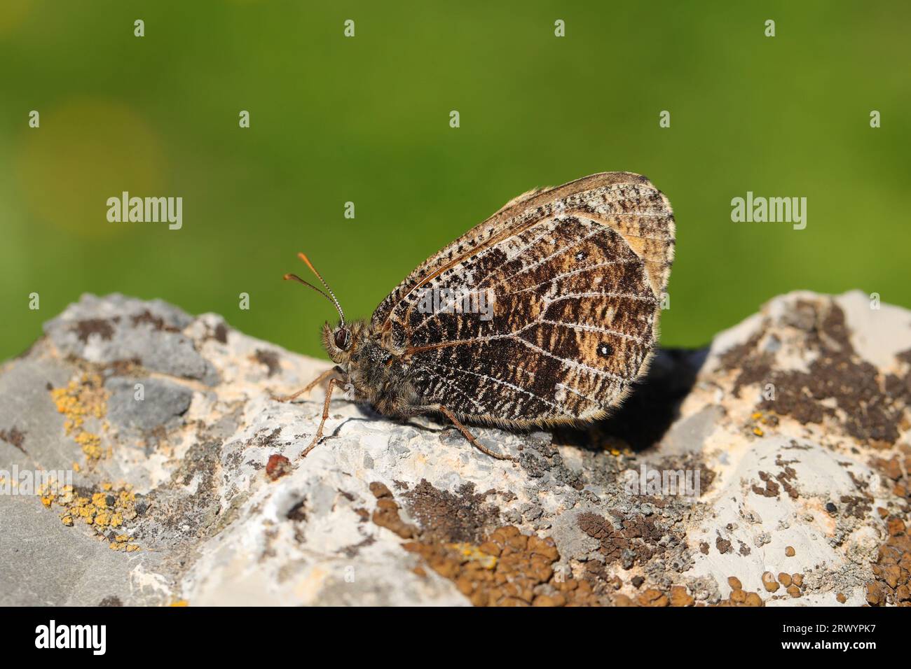 Rock grayling hi-res stock photography and images - Alamy