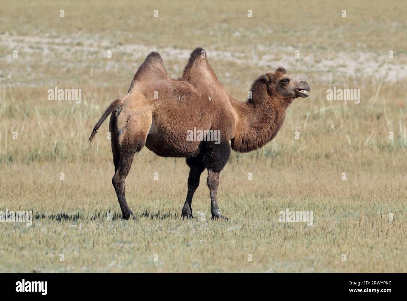 Bactrian camel, two-humped camel (Camelus bactrianus), standing in ...