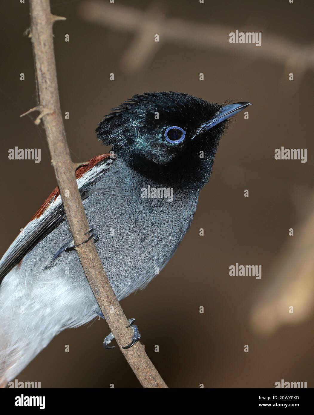 African paradise flycatcher (Terpsiphone viridis), adult male, Oman ...