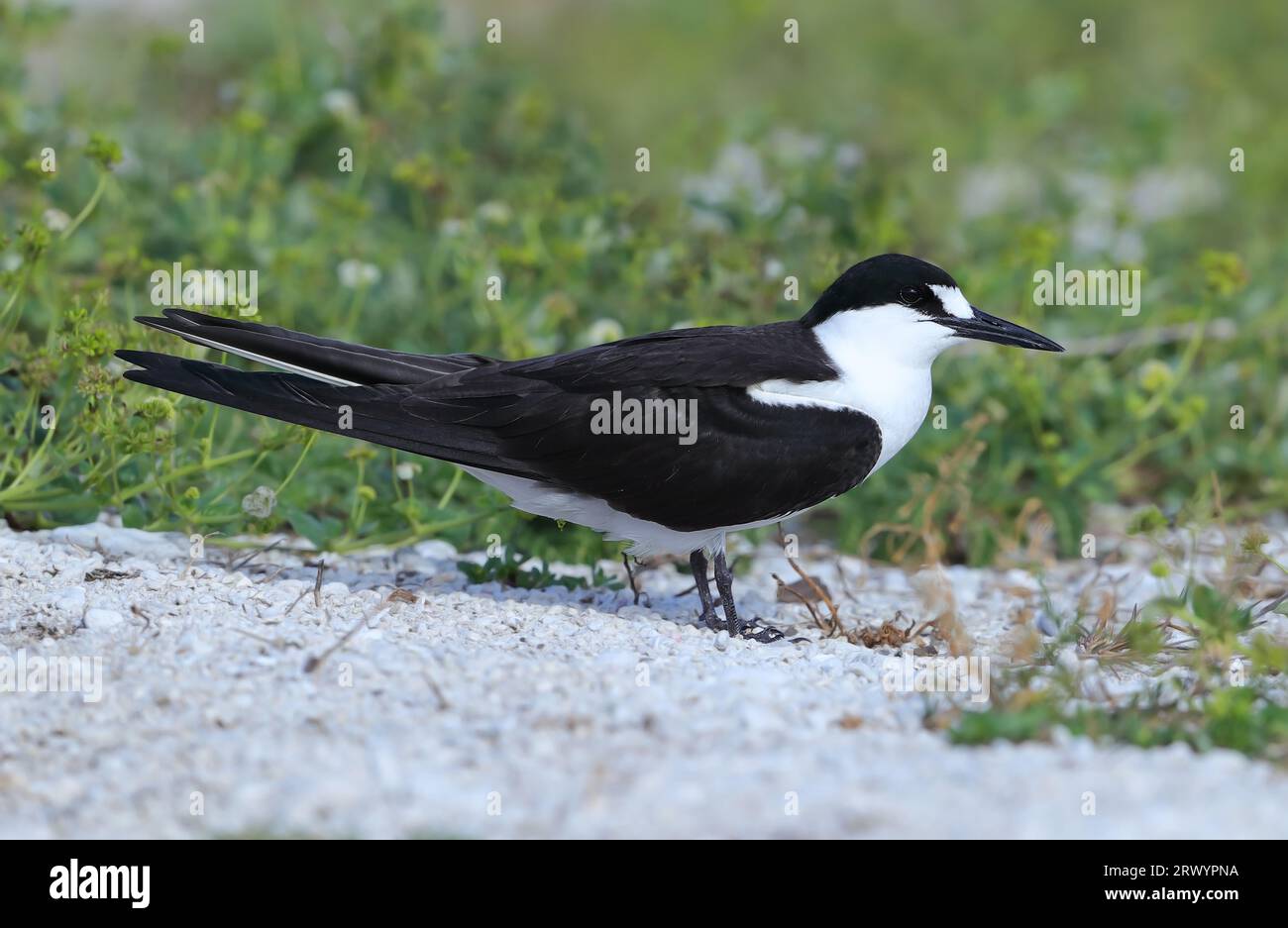 sooty tern (Sterna fuscata, Onychoprion fuscatus), sitting on the ...