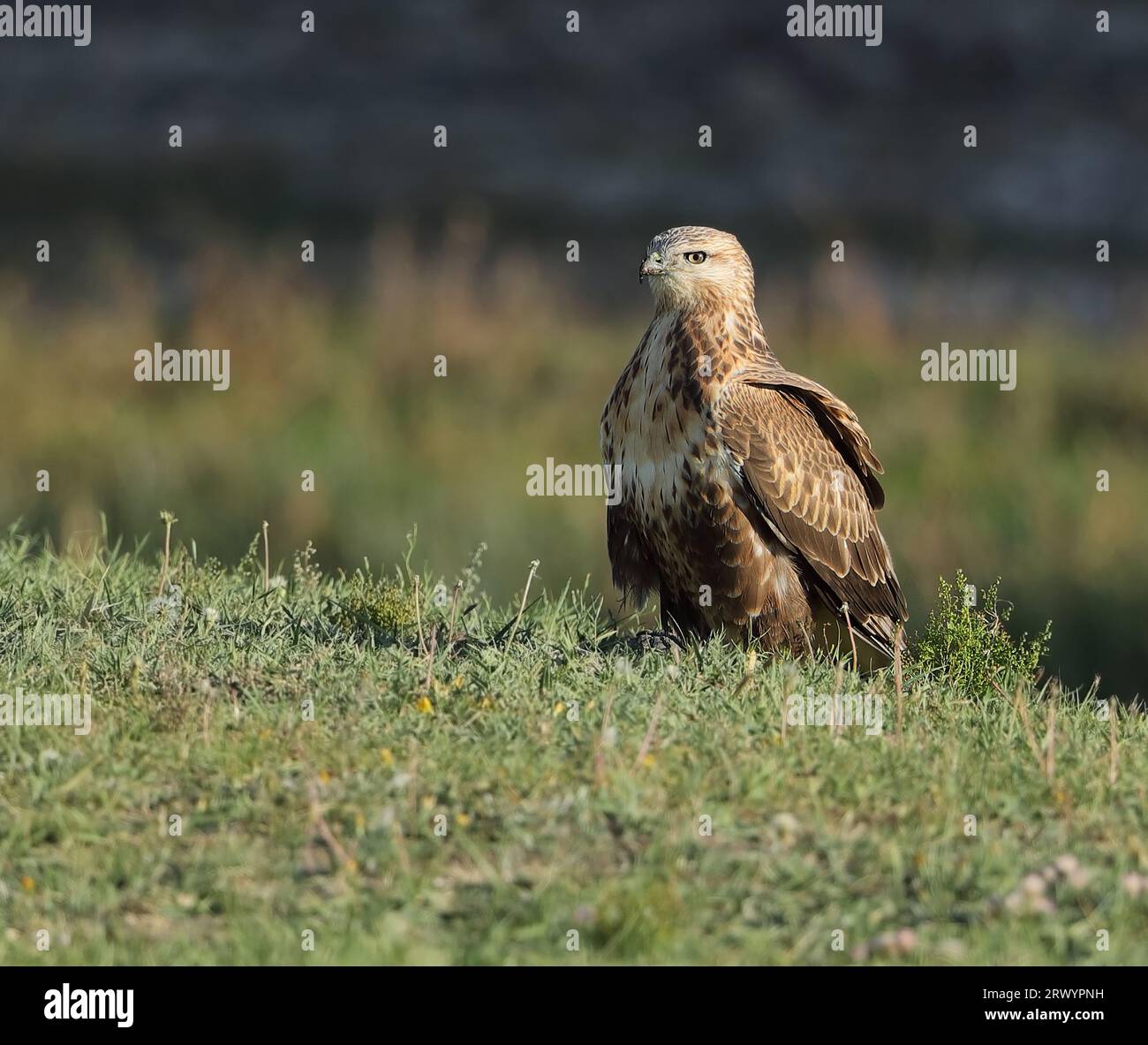 Upland buzzards hi-res stock photography and images - Alamy