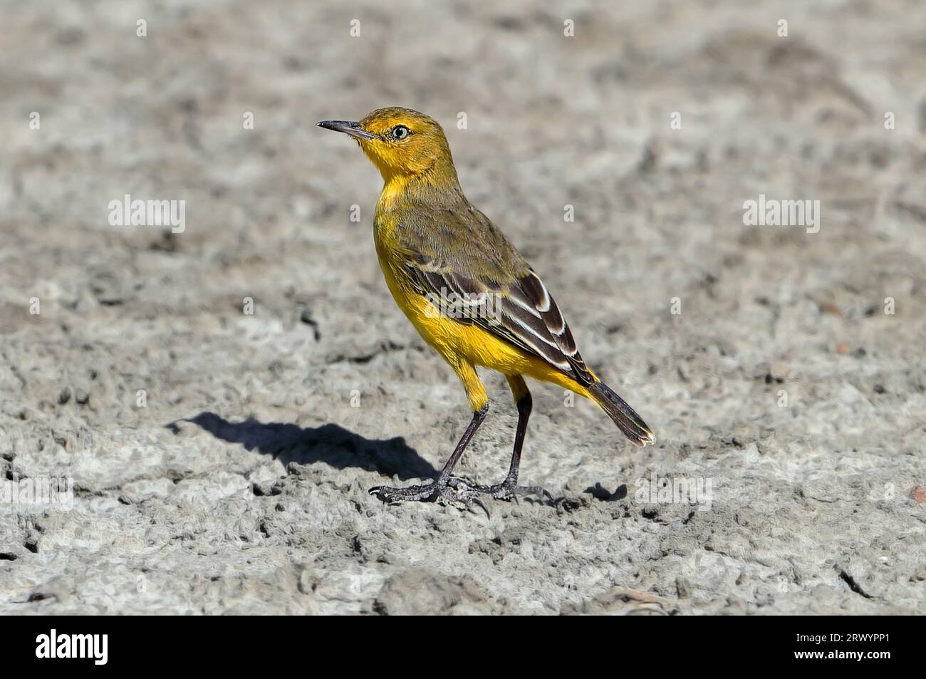 yellow chat (Epthianura crocea), sitting on the ground, Australia ...