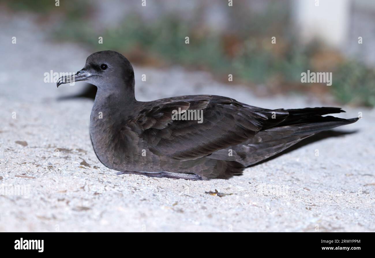 Wedge-tailed shearwater (Ardenna pacifica, Puffinus pacificus), resting ...