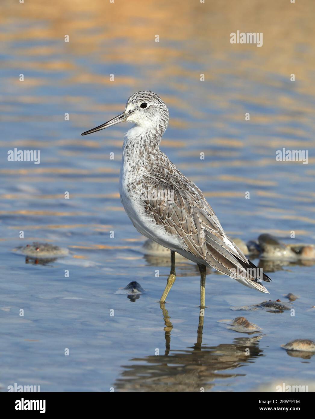 common greenshank (Tringa nebularia), in shallow water, Oman, Quriyat ...