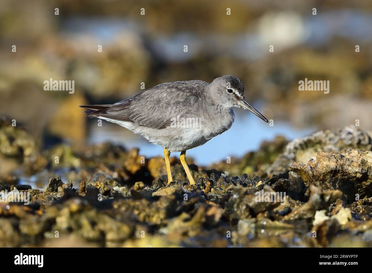 wandering tattler (Heteroscelus incanus, Tringa incana), sitting by the ...