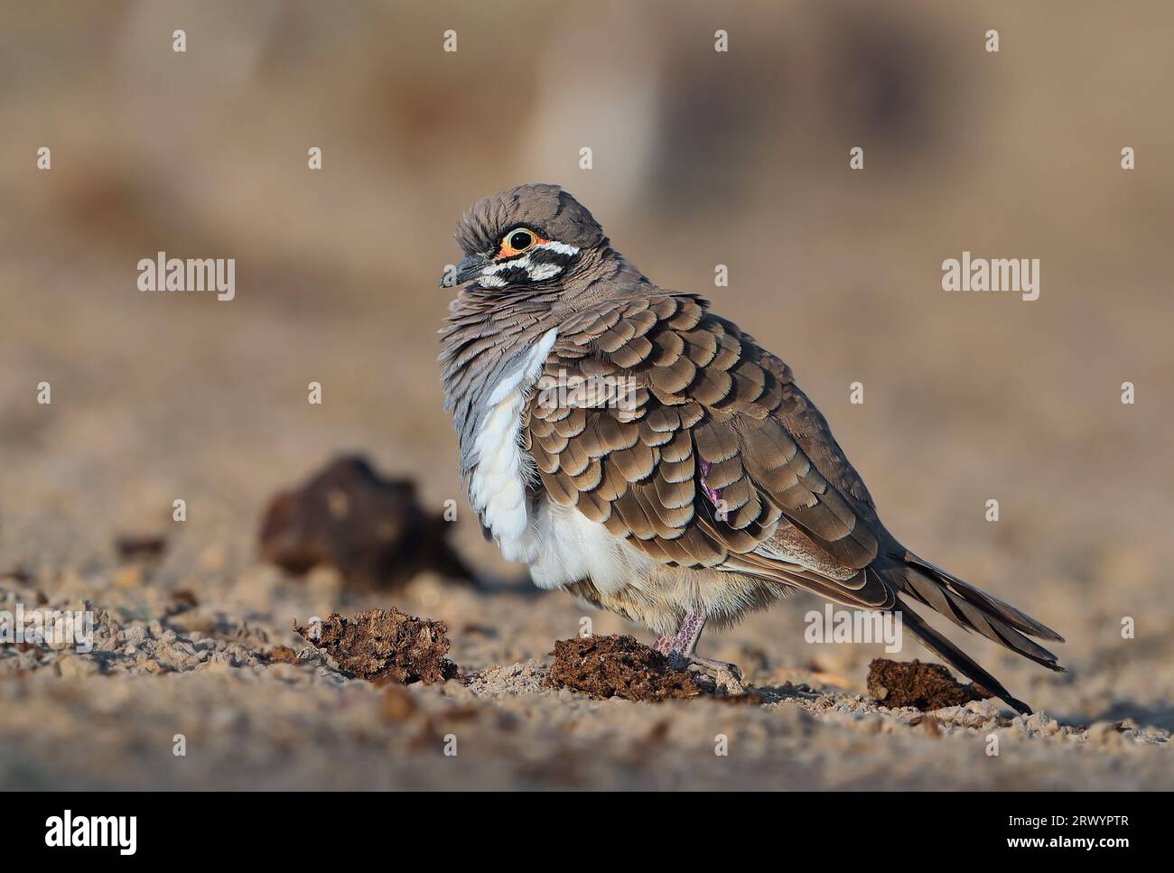 Squatter pigeon (Geophaps scripta), sitting on the ground, prancing ...