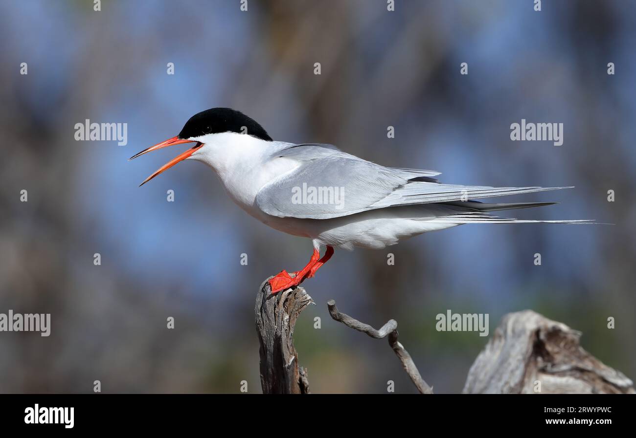 roseate tern (Sterna dougallii gracilis, Sterna gracilis), sitting on a ...