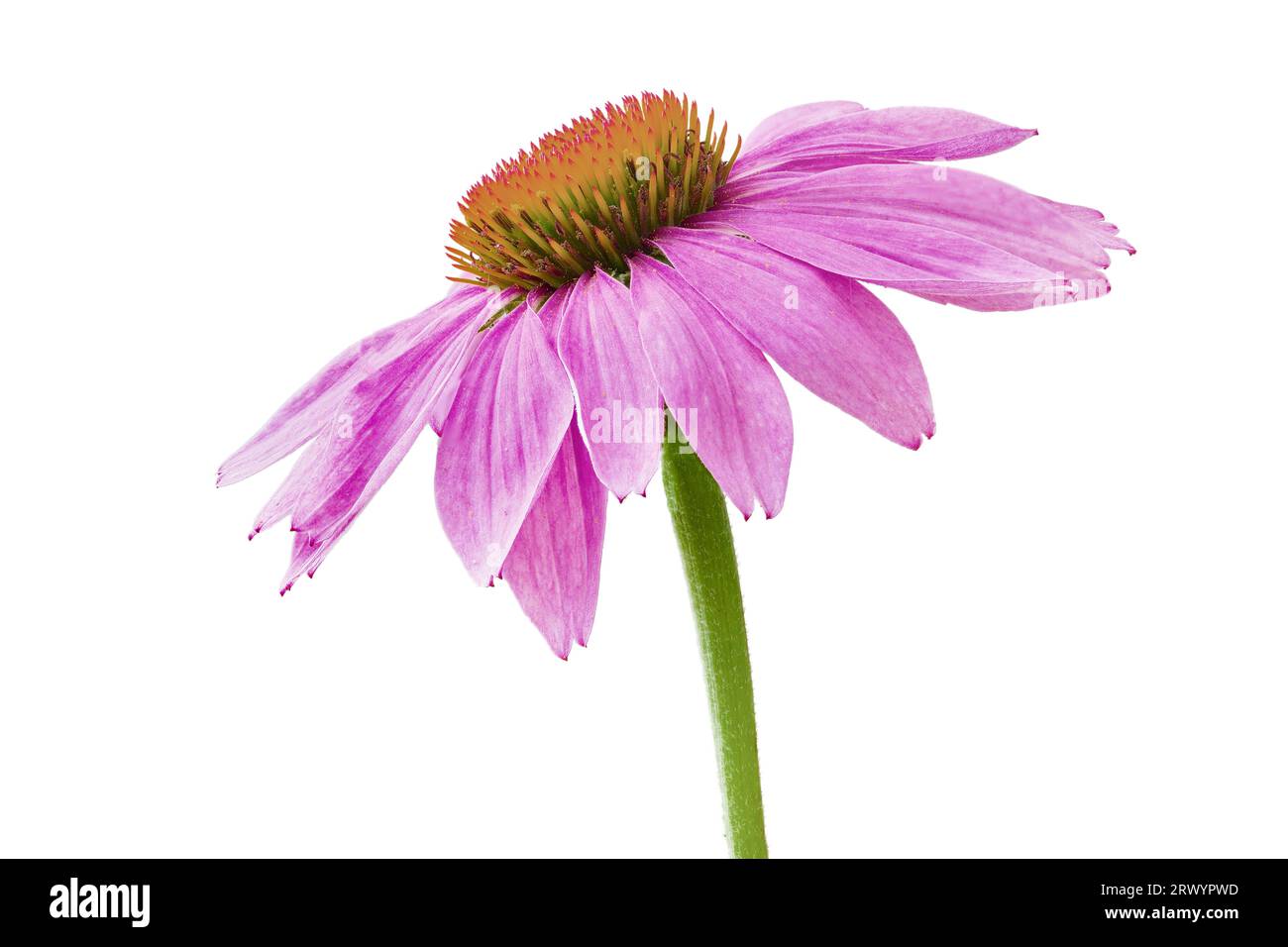 Purple Cone Flower, Eastern purple-coneflower, Purple-coneflower ...