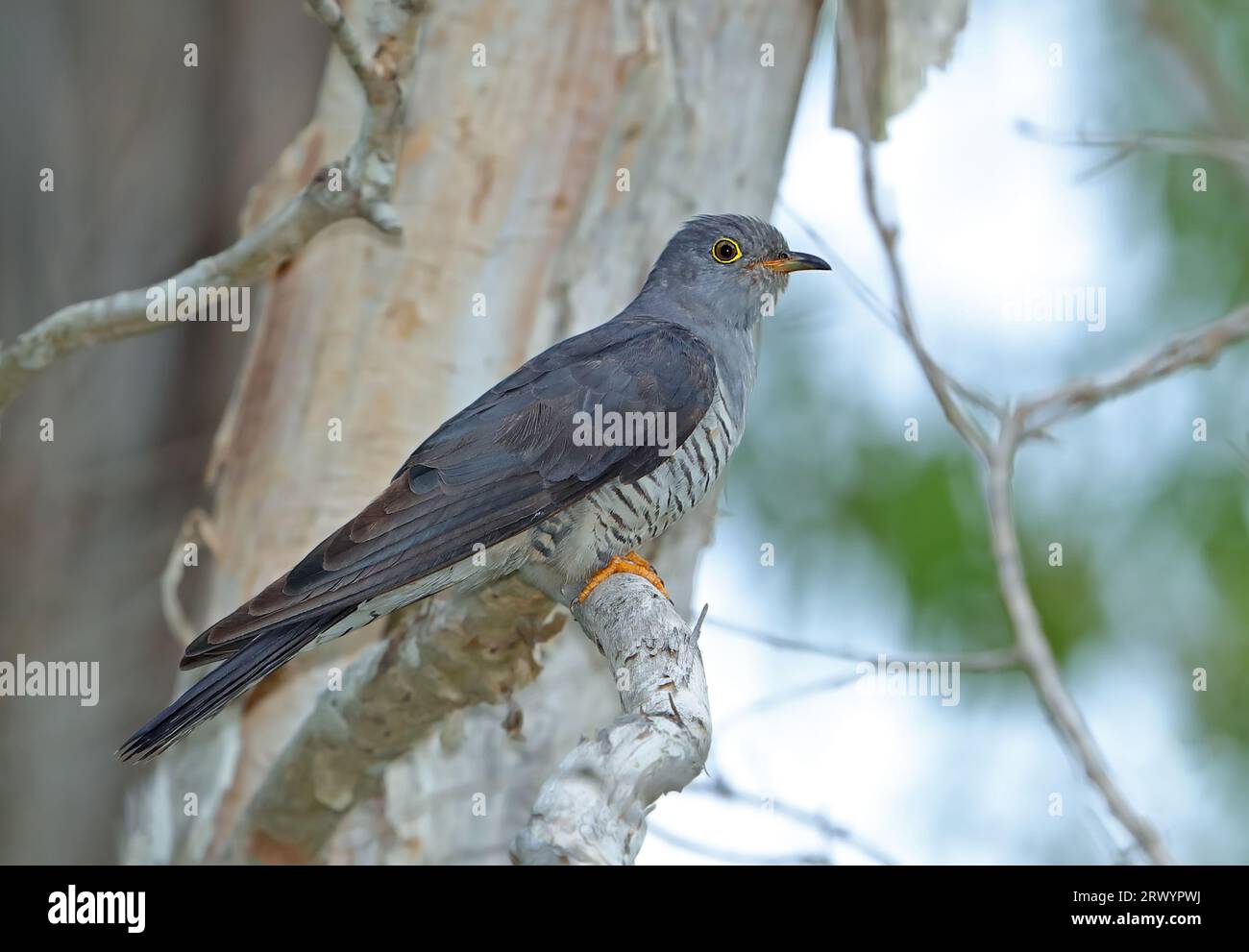Oriental cuckoos hi-res stock photography and images - Alamy