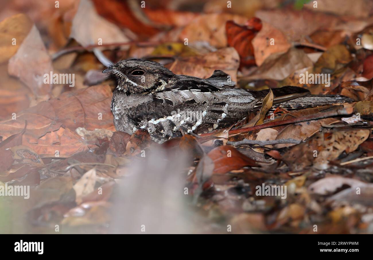 long-tailed nightjar (Caprimulgus macrurus), resting on the ground ...