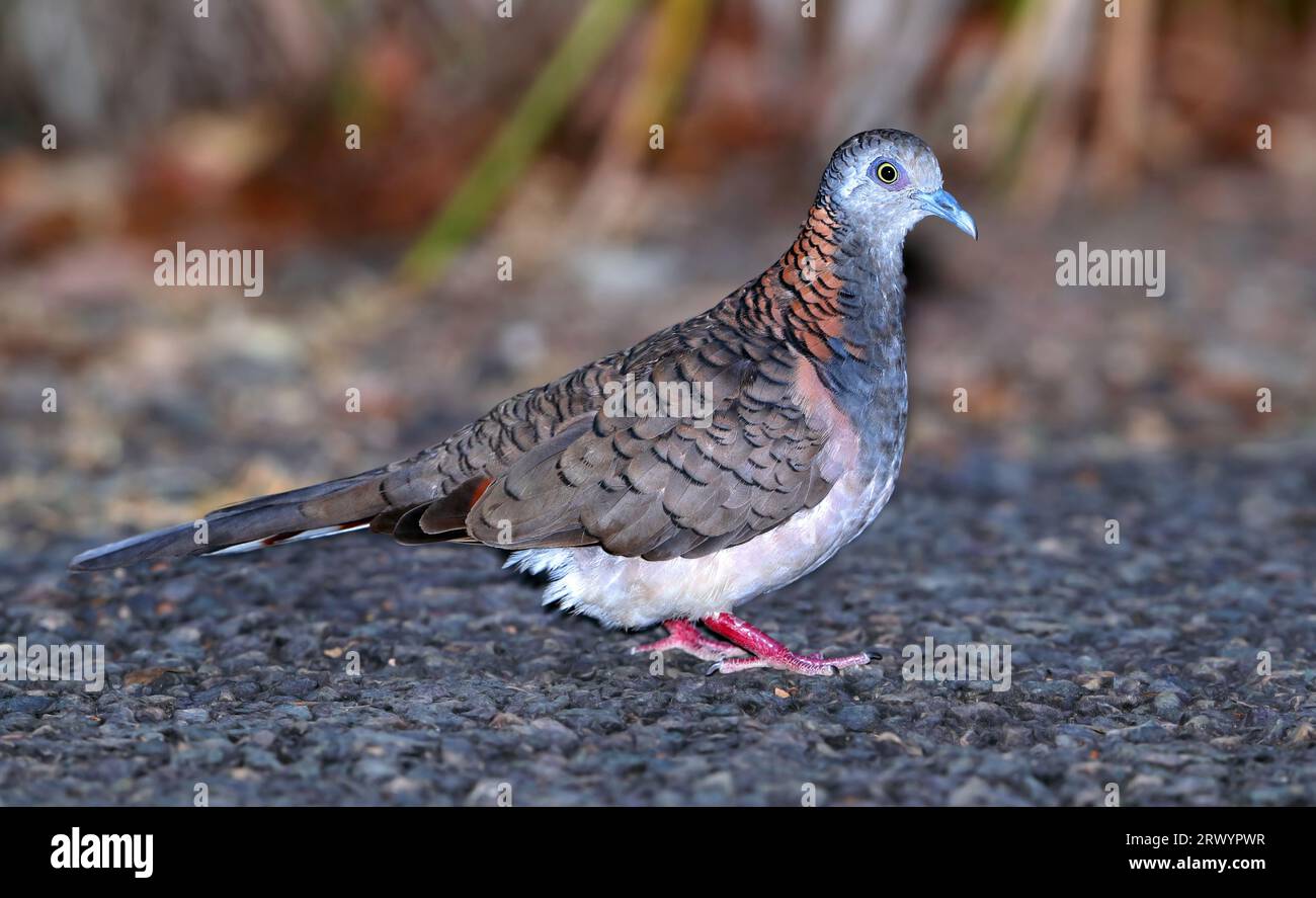 bar-shouldered dove (Geopelia humeralis), sitting on the ground ...