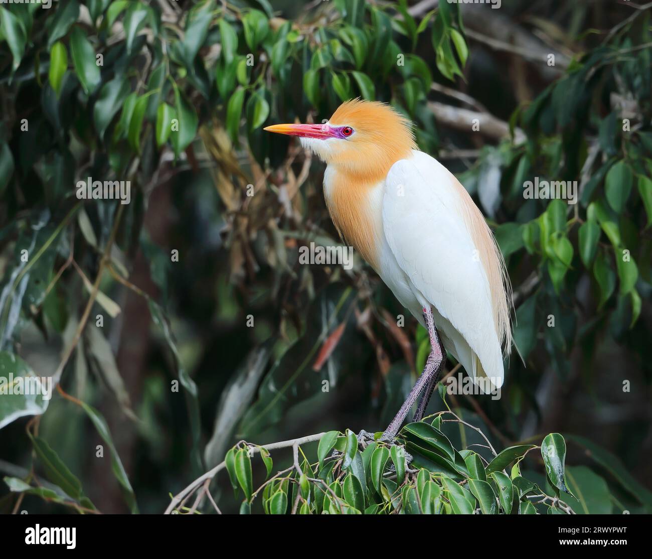 Eastern Cattle Egret (Bubulcus coromandus), sitting on a tree ...