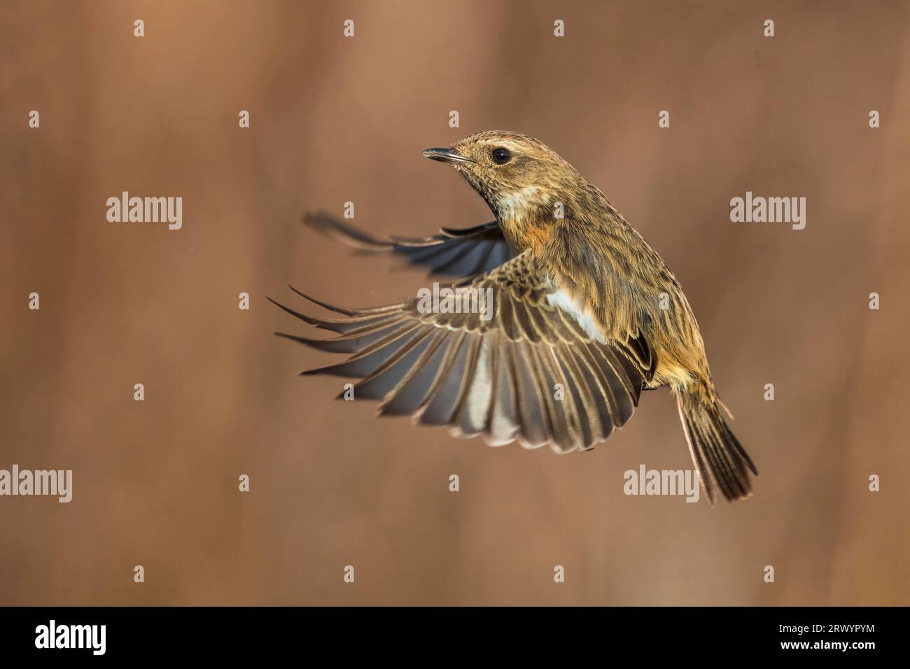 Common Stonechat (Saxicola rubicola, Saxicola torquata rubicola ...