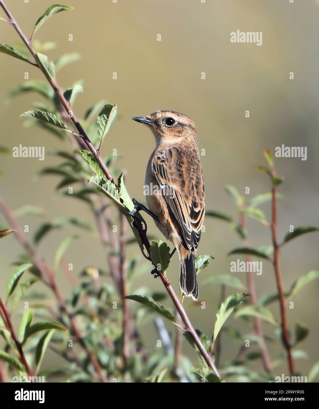 Amur stonechats hi-res stock photography and images - Alamy