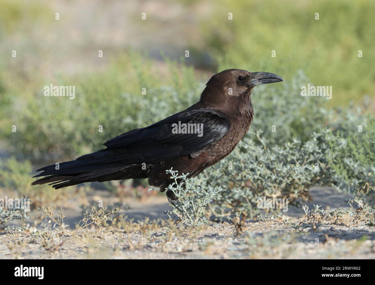 Qatbit hi-res stock photography and images - Alamy
