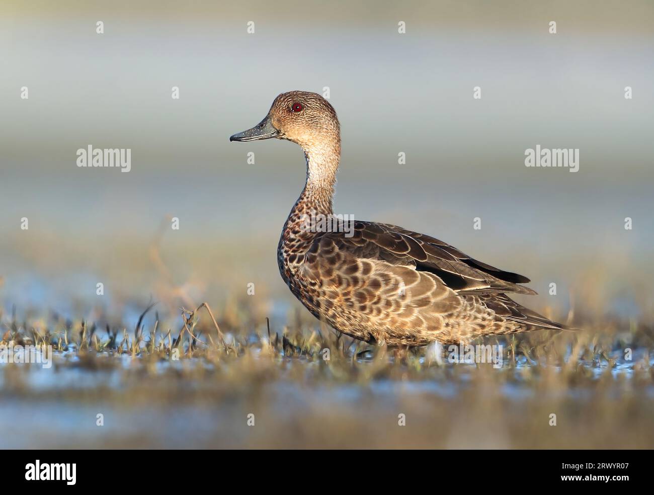 grey teal (Anas gracilis), at Lake Moondarra, Australia, Queensland ... grey teal (Anas gracilis), at Lake Moondarra, Australia, Queensland ...